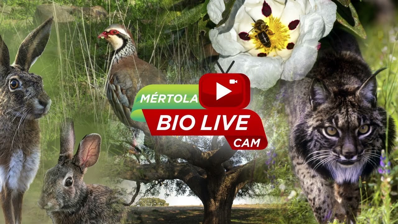 Rádio Castrense - Projeto Mértola Bio Live Cam foi apresentado pela ...
